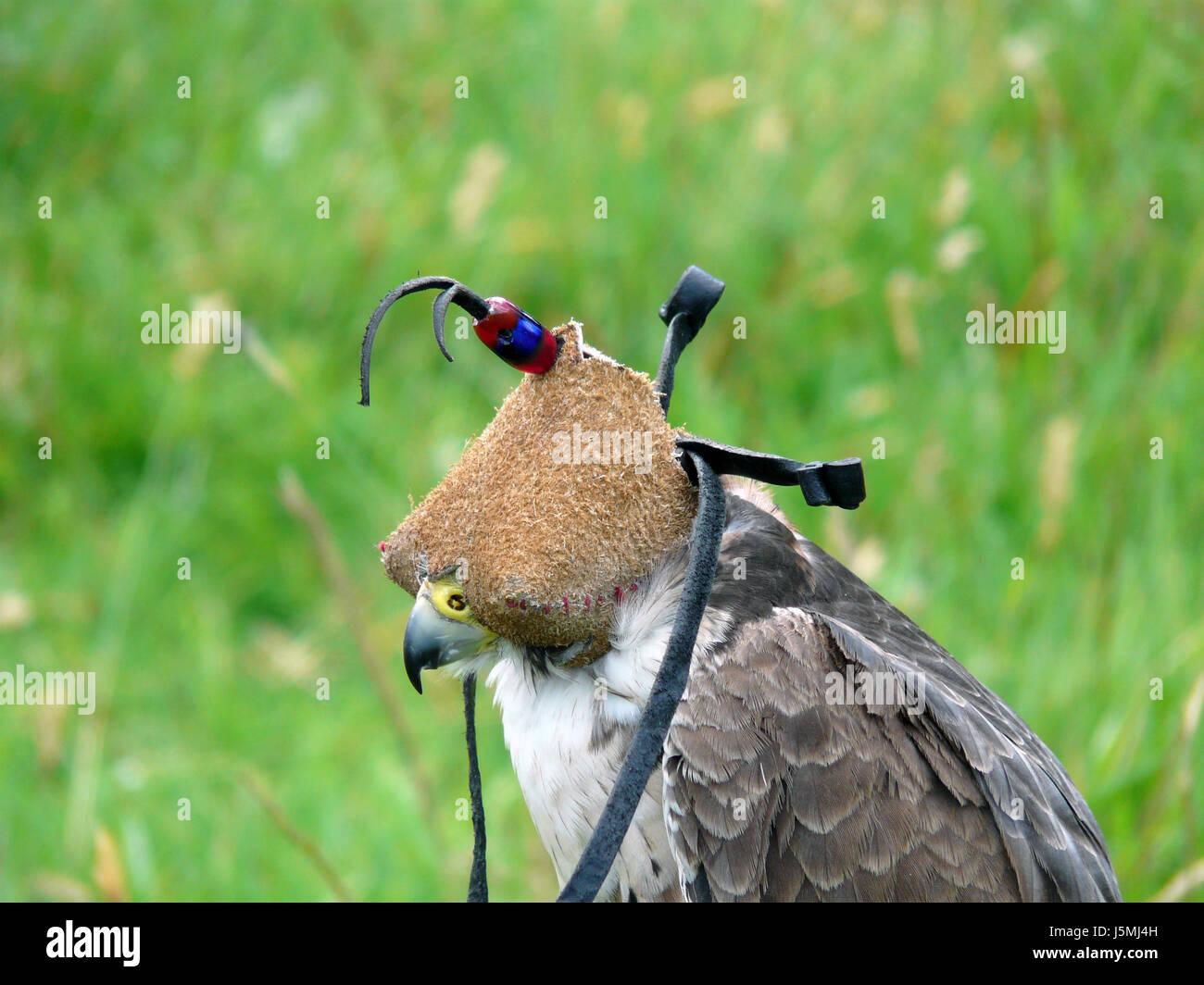 bird birds falcon raptor leather feathers beak feathering blind cap ...
