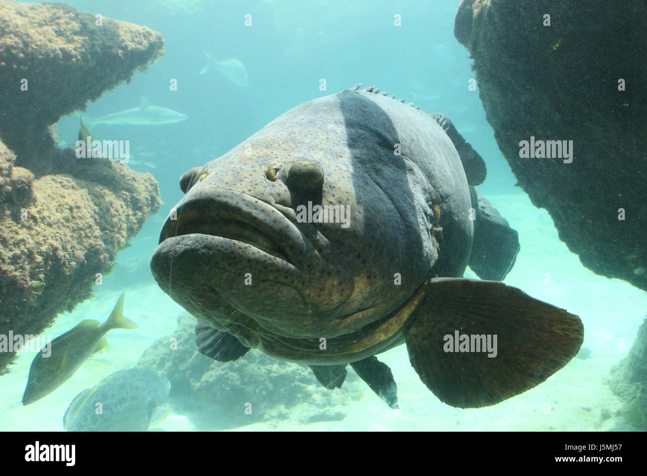 brown brownish brunette fauna animals aquarium fish underwater salt ...
