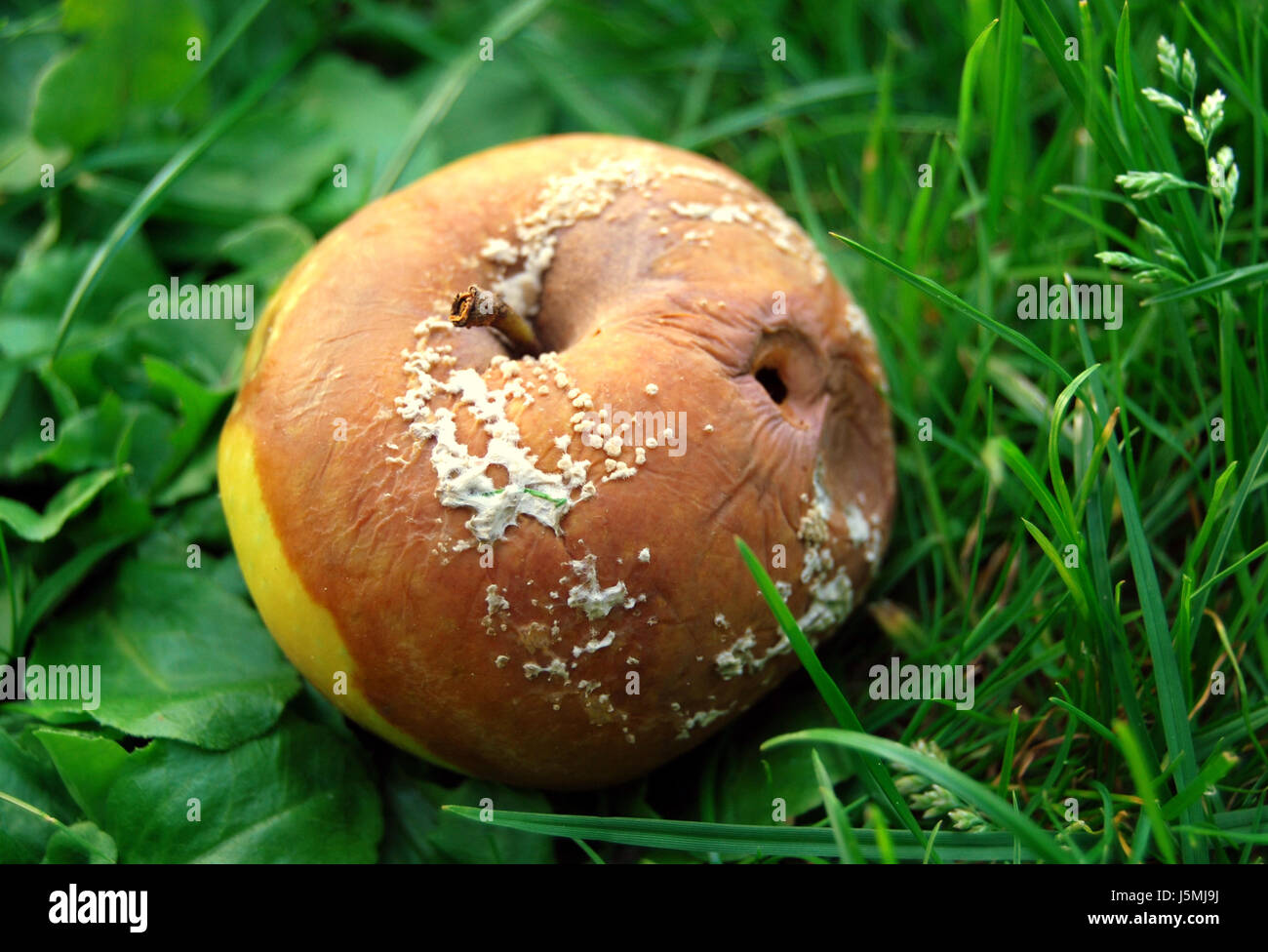 a pity Stock Photo - Alamy