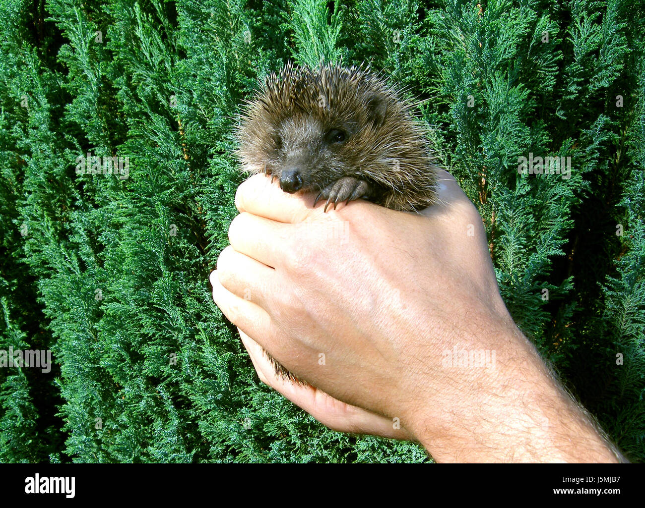 hand garden mammal curiosity field eyes ears skin prickle nose claws ...