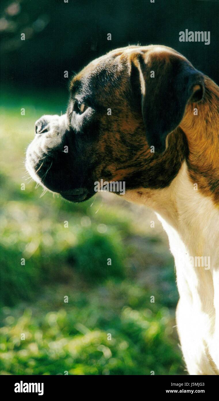 profile strong face portrait watchful black swarthy jetblack deep black ...