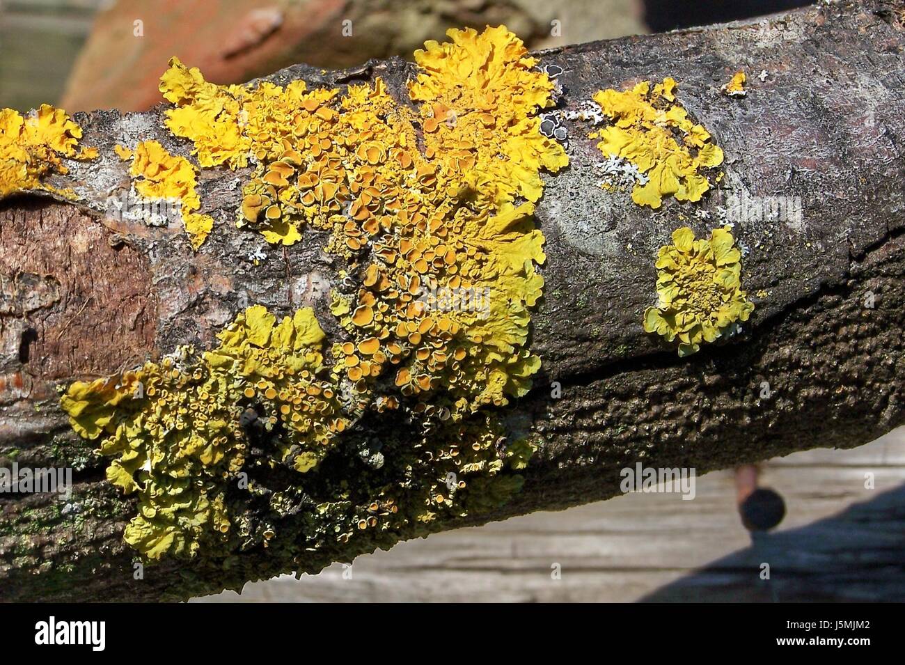 tree branch moss weatherworn weathering damp moisture braid forest ...