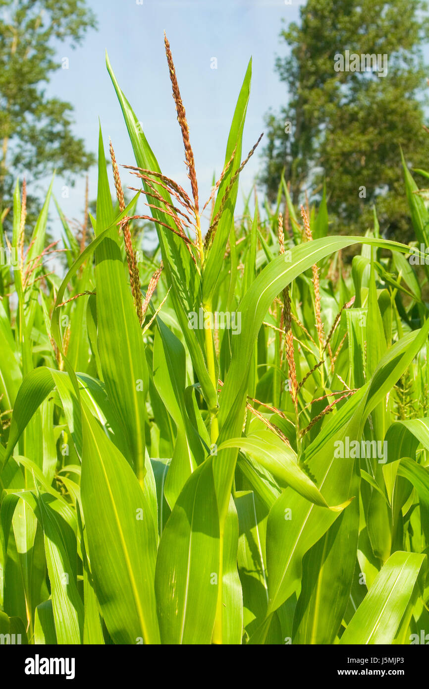 fodder green agriculture farming useful plant field corn edible plant ...