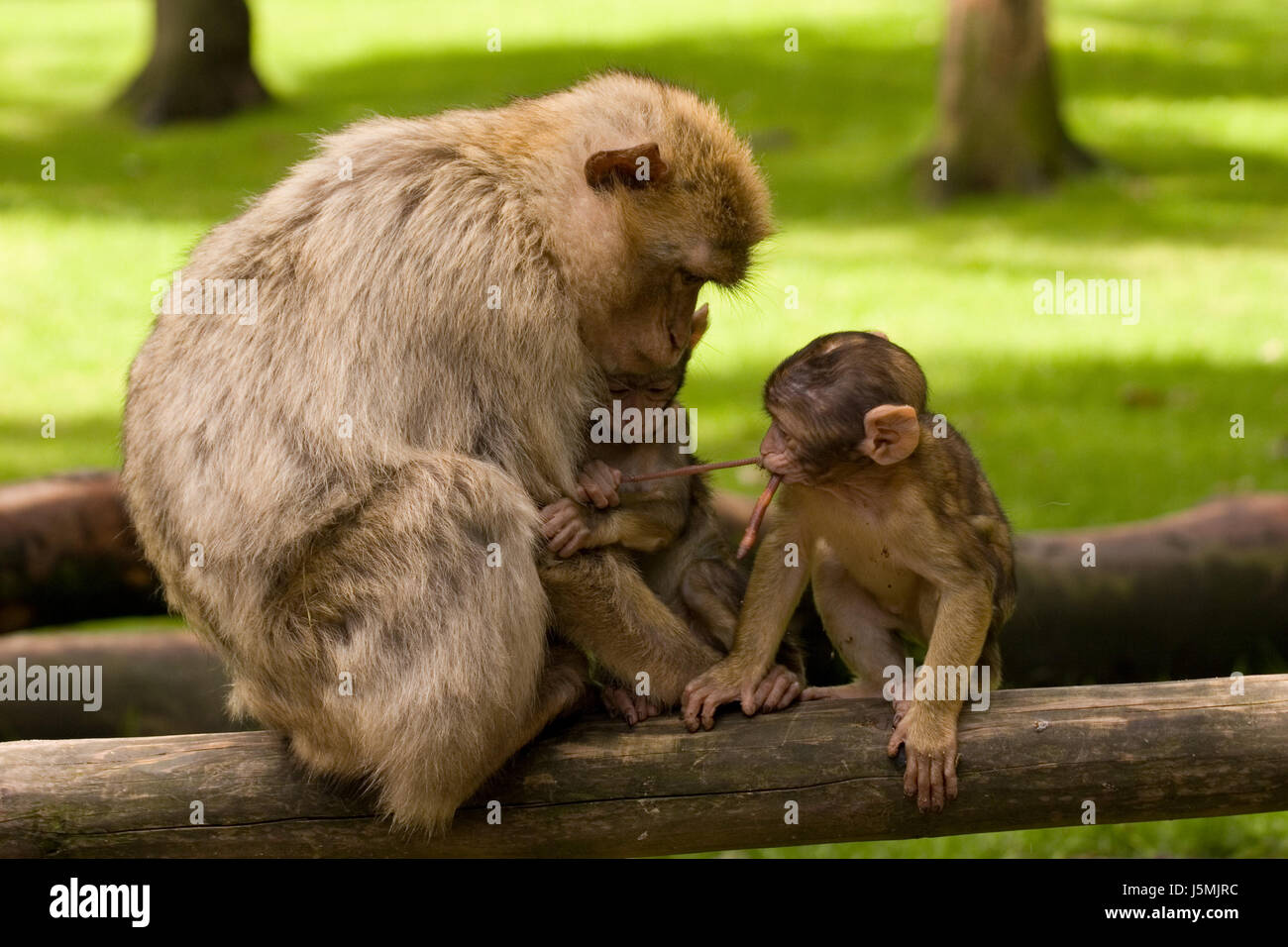 Maraca sylvana hi-res stock photography and images - Alamy