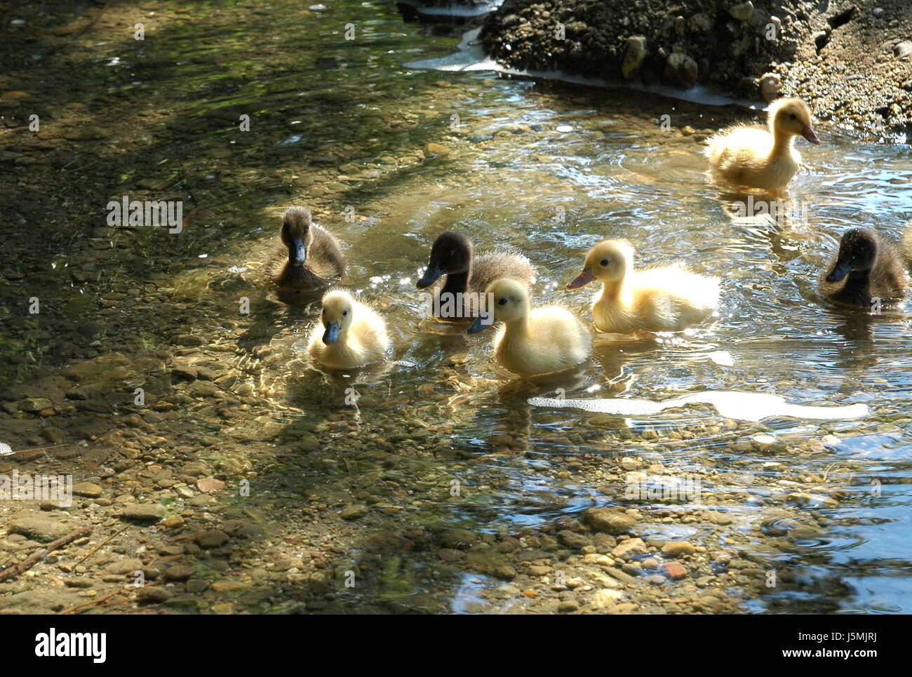 waters offspring ducks duck fluff chick pebbles fresh water lake inland ...