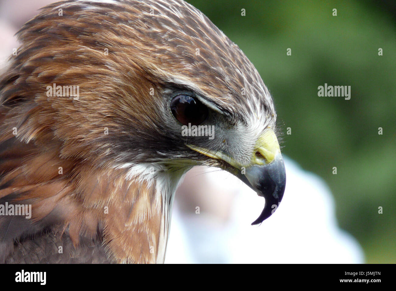 bird eye organ birds falcon birds of prey raptor beak feathering beaks ...