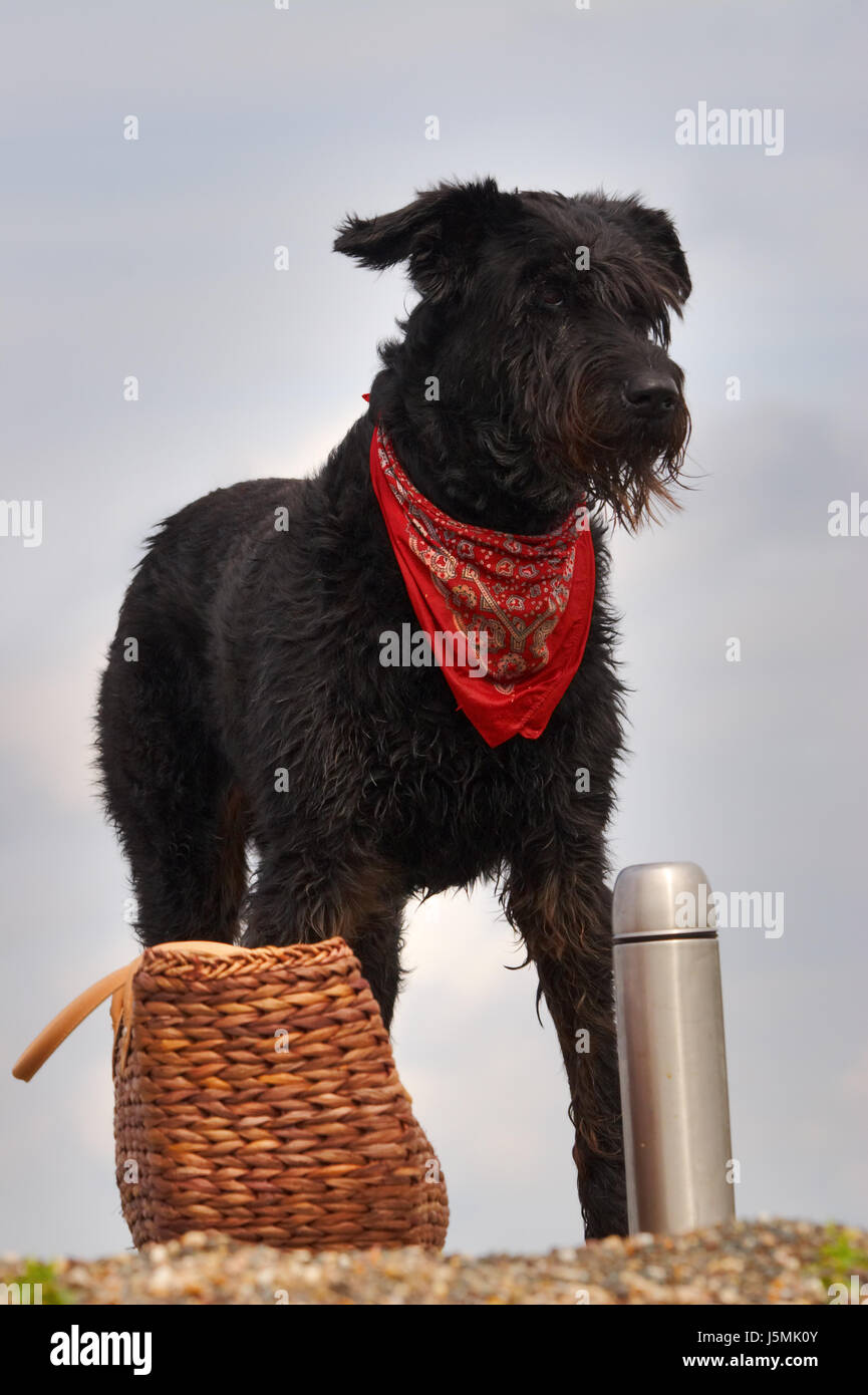 Dog minder hi-res stock photography and images - Alamy