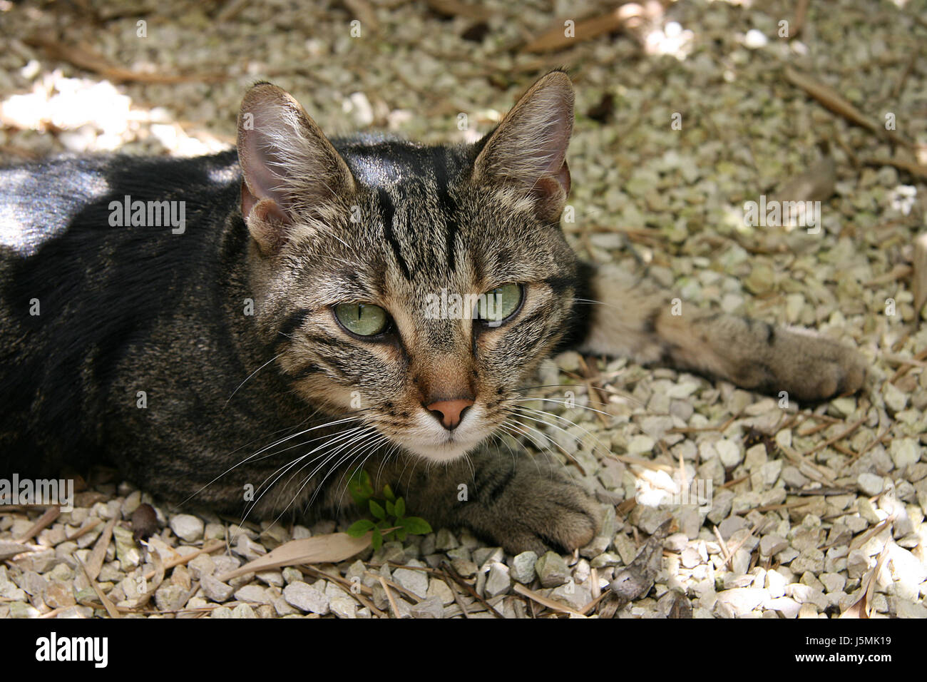 Tigerkatze hi-res stock photography and images - Alamy