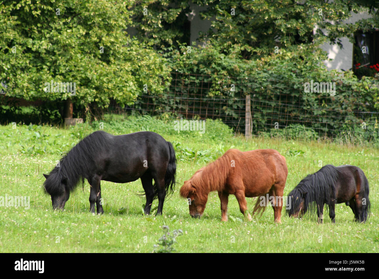 ride horse horses small tiny little short row pony three riding farm ...