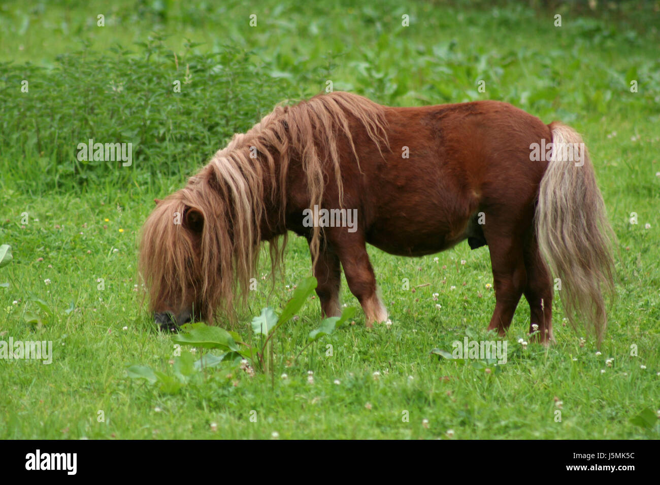 Beatle haircut hi-res stock photography and images - Alamy
