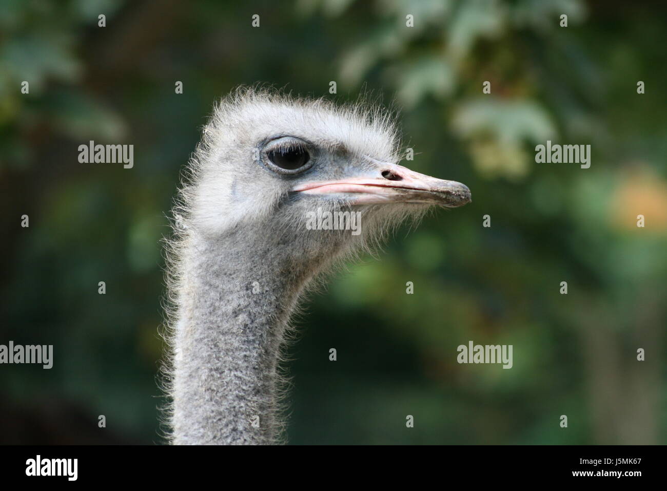 animal bird birds animal portrait hairs beak ostrich female aggressive ...