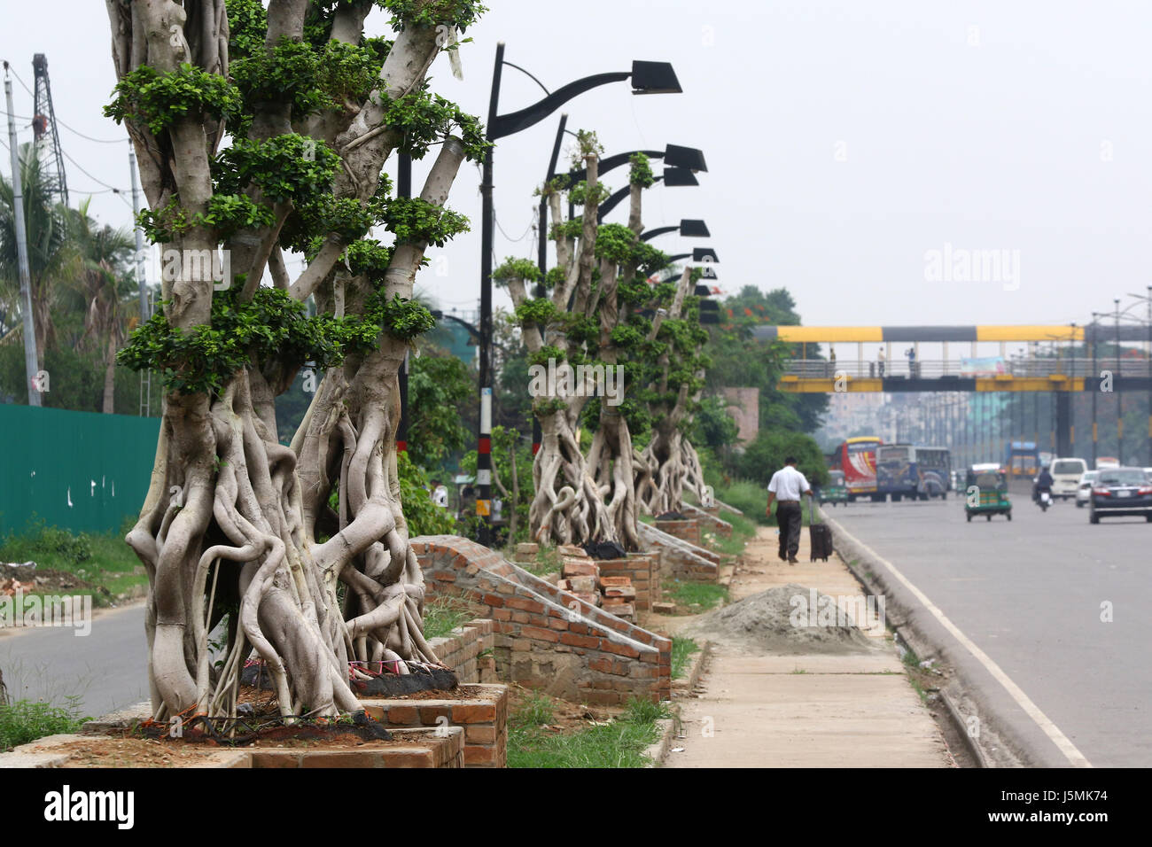 Dhaka 13 may 2017. A row of eye-catching bonsai Ficus (Bot) trees ...