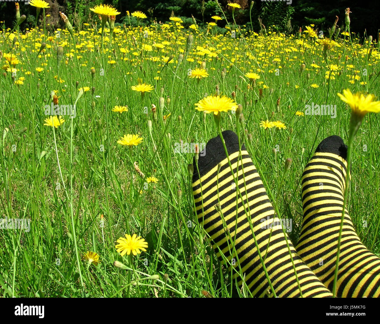 worms eye flower plant green flowers lie lying lies radio silence ...