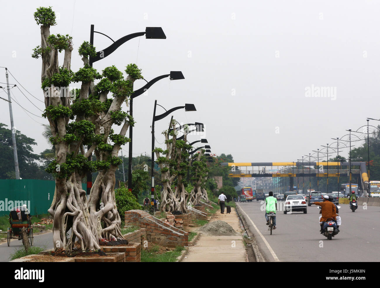 Dhaka 13 may 2017. A row of eye-catching bonsai Ficus (Bot) trees ...