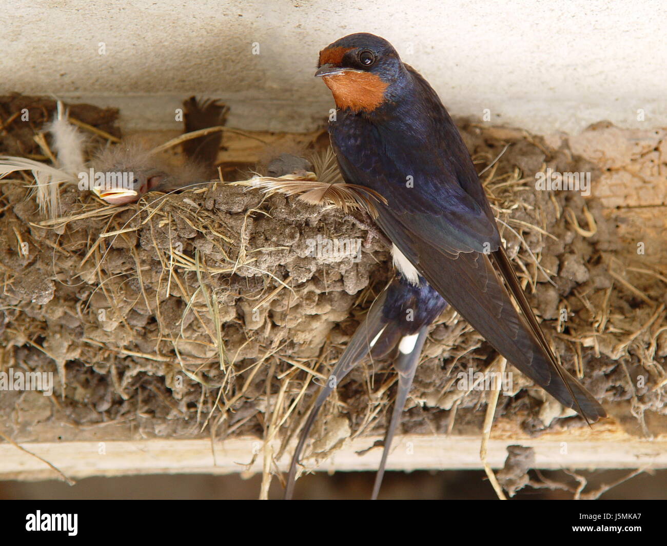 smoke swallow at nest 1 Stock Photo - Alamy
