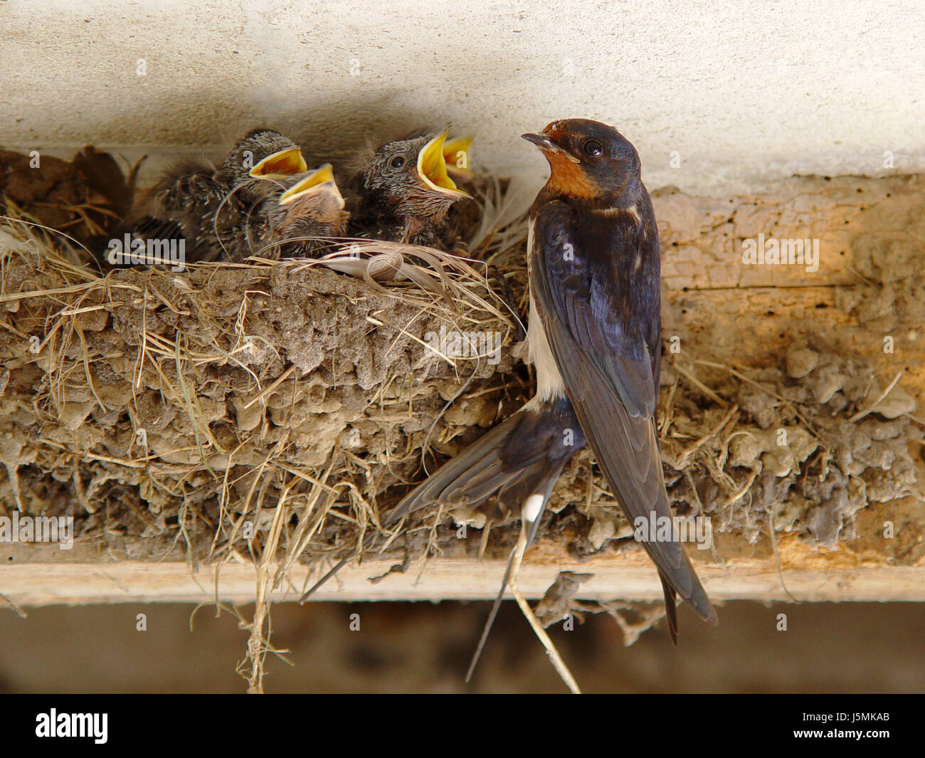 Rauchschwalbennest hi-res stock photography and images - Alamy