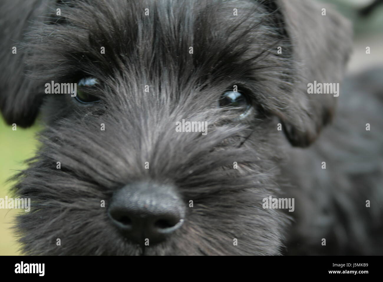 black swarthy jetblack deep black eyes skin dog dogs nose puppy cub ...