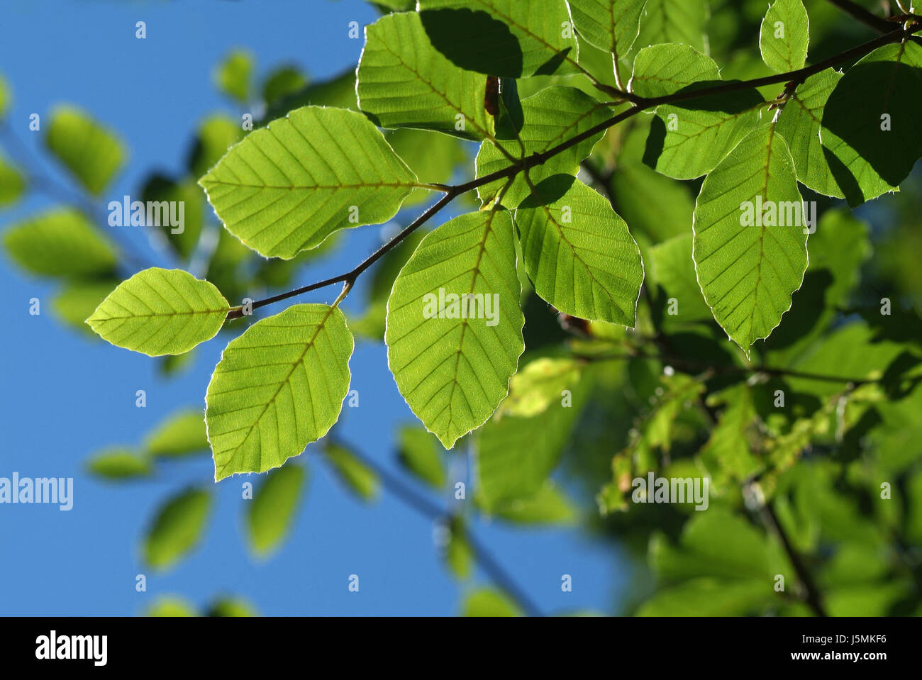 Book under leaves hi-res stock photography and images - Alamy