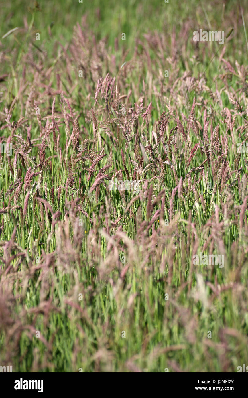 Red fescue grass hi-res stock photography and images - Alamy