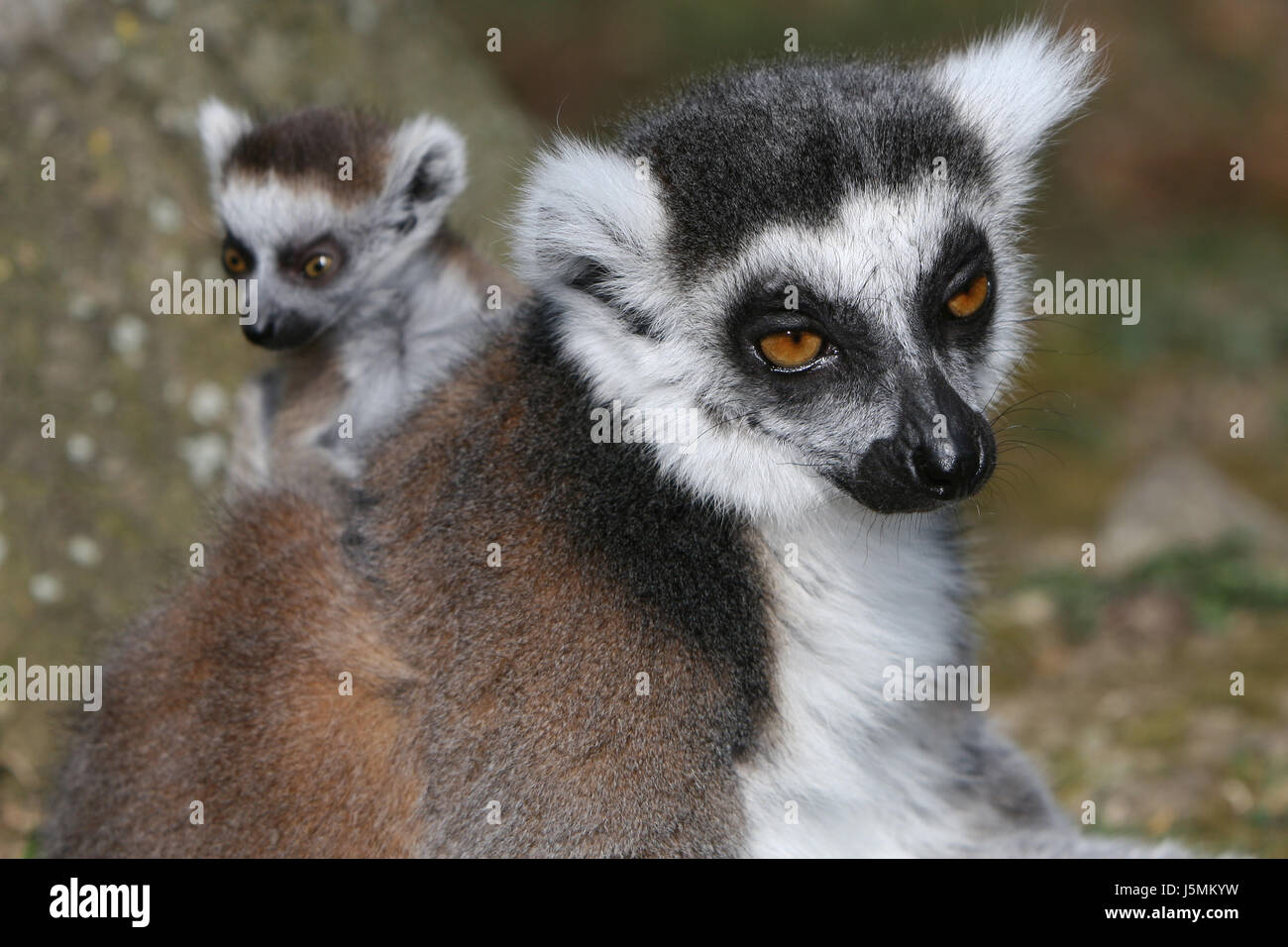 lemur mom with baby Stock Photo - Alamy