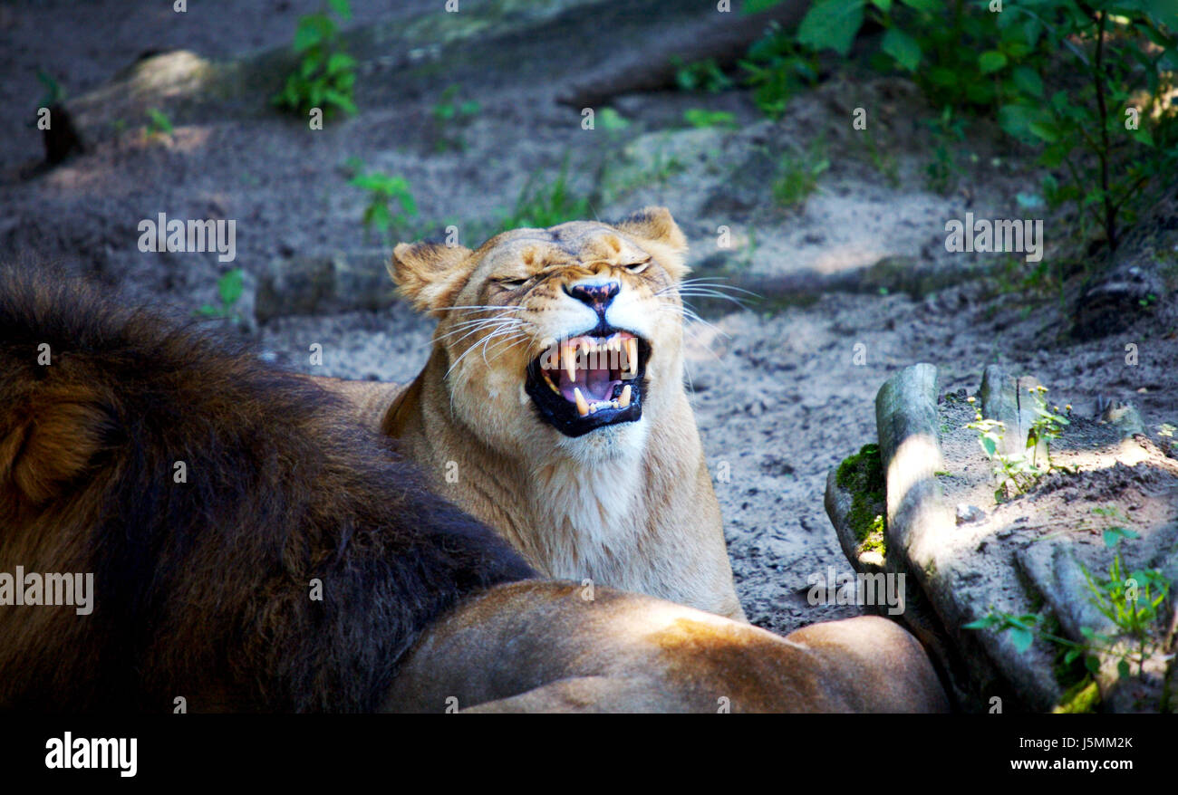 that's my guy nen pick another Stock Photo - Alamy