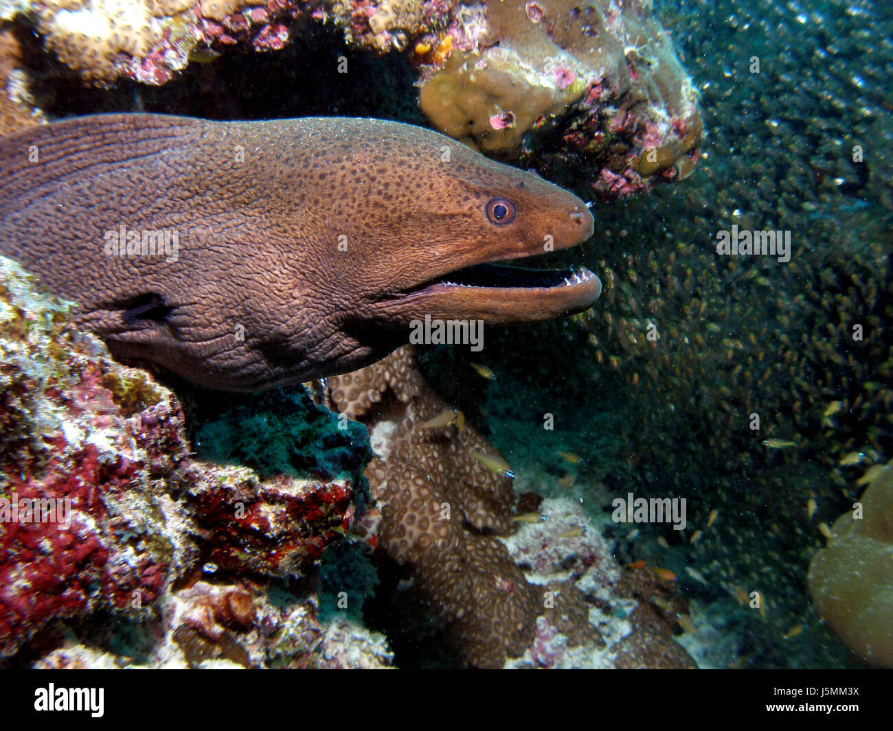 moray eel in reef Stock Photo - Alamy