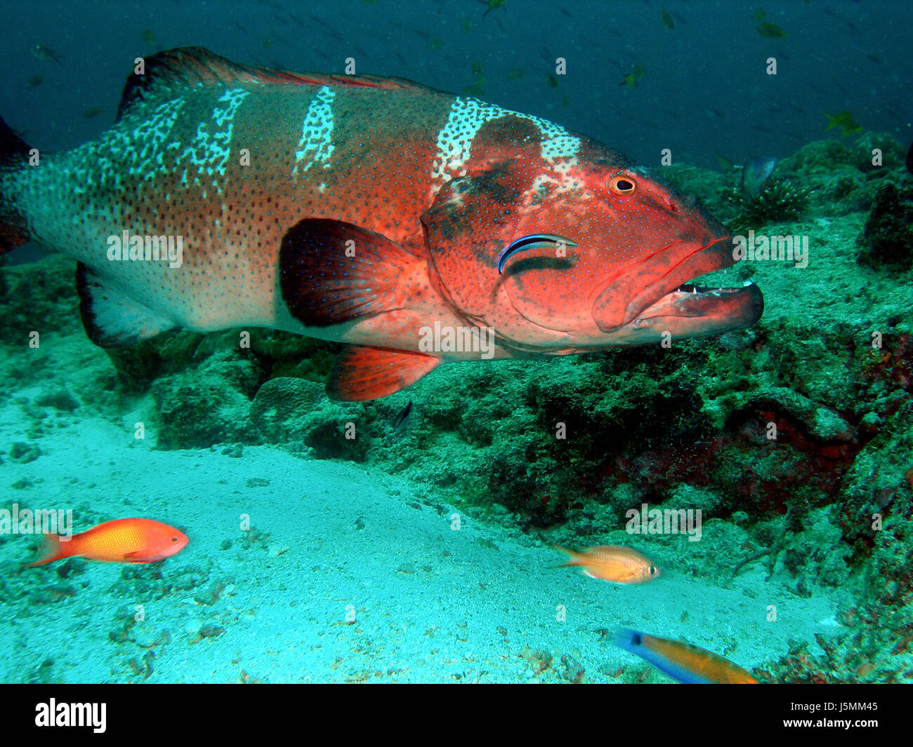 Grouper fish teeth hi-res stock photography and images - Alamy