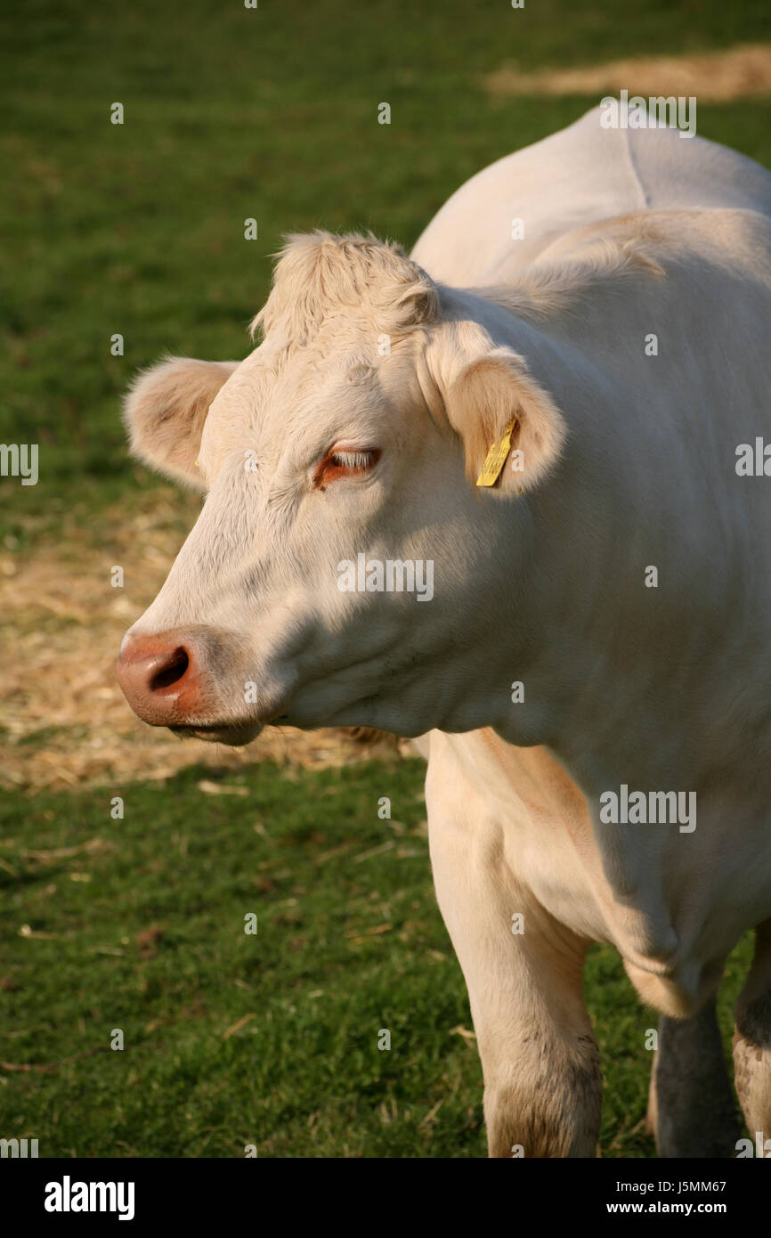 Jersey rind hi-res stock photography and images - Alamy