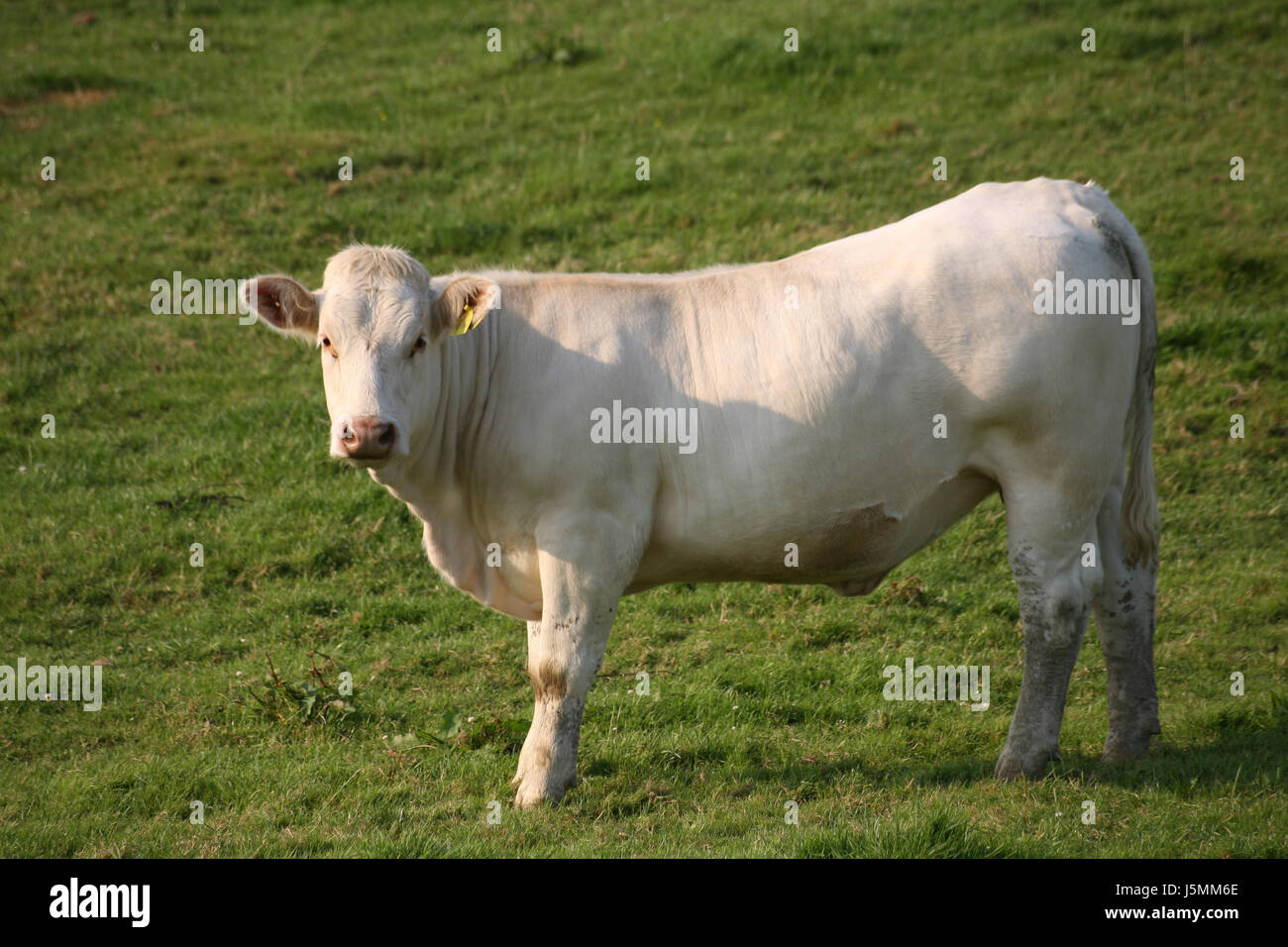 livestock Stock Photo - Alamy
