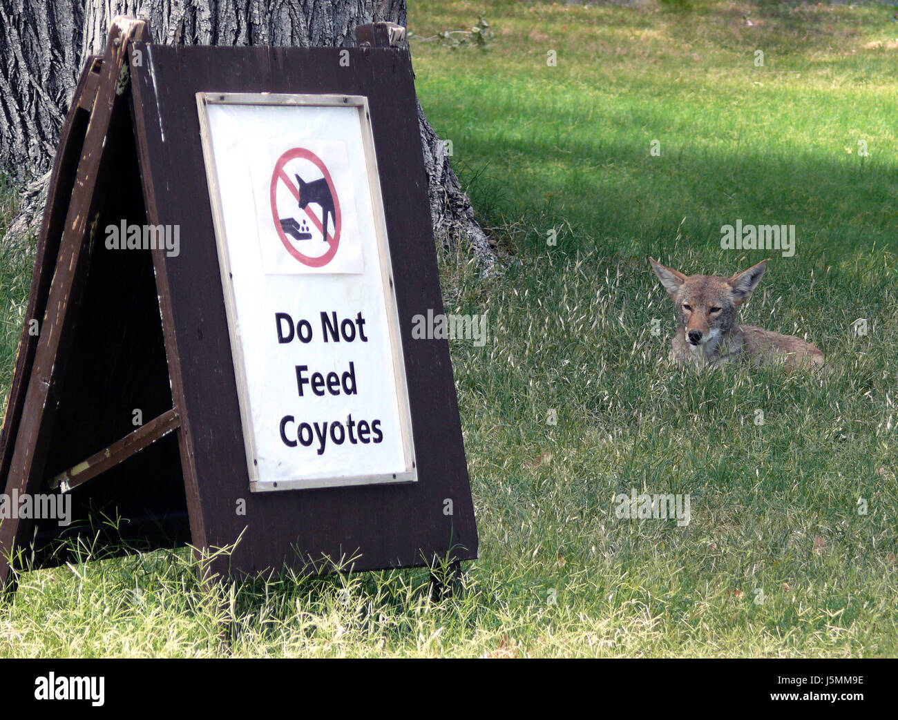 Coyote warning sign hi-res stock photography and images - Alamy
