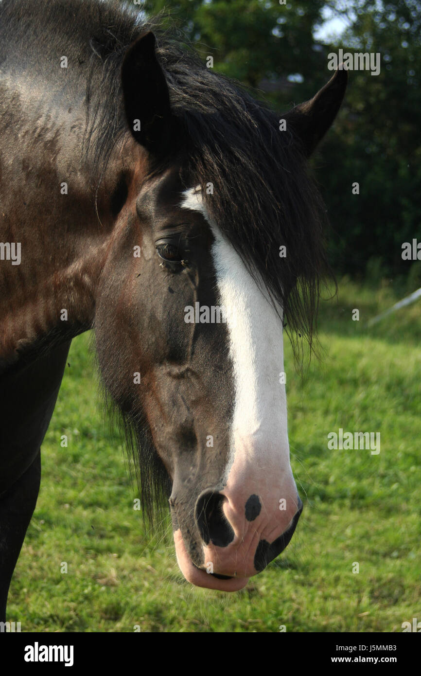 Shire portrt hi-res stock photography and images - Alamy