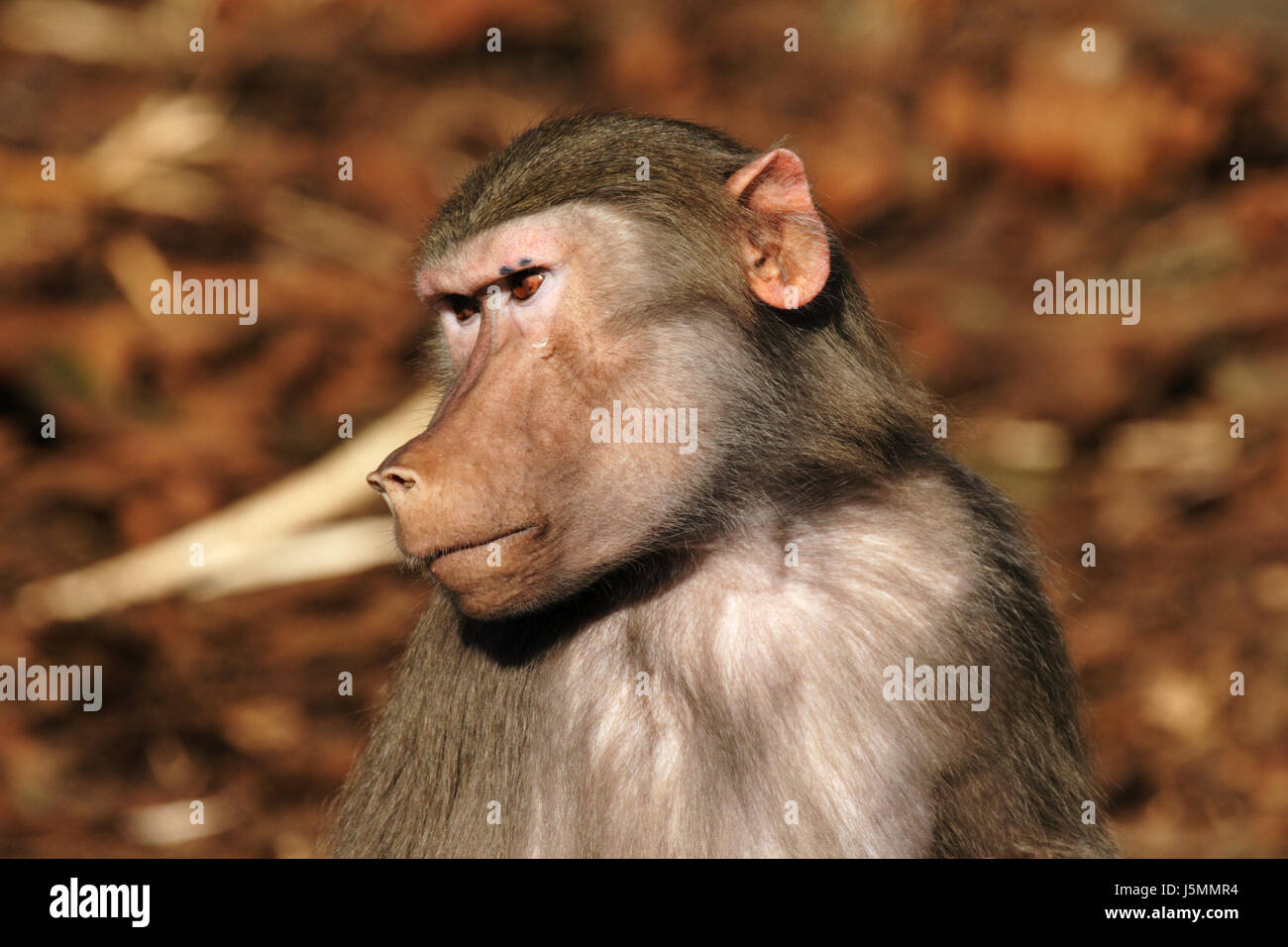 Affenportrait hi-res stock photography and images - Alamy