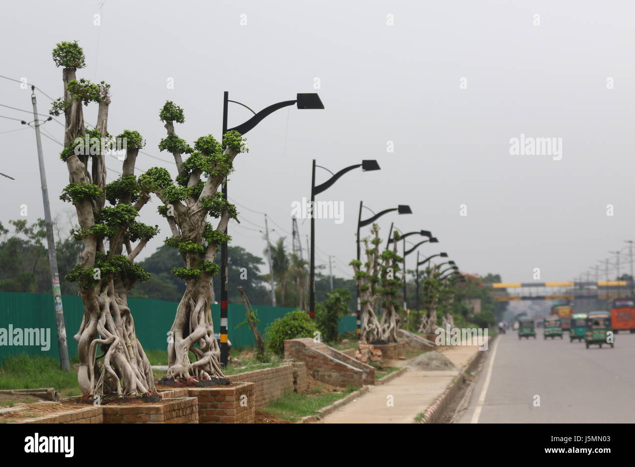 Dhaka 13 may 2017. A row of eye-catching bonsai Ficus (Bot) trees ...