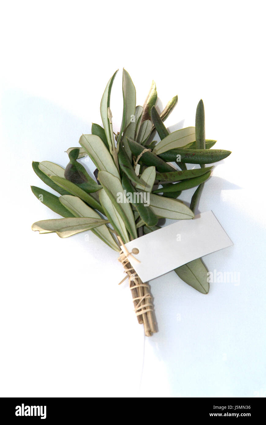 branch with nameplate Stock Photo - Alamy