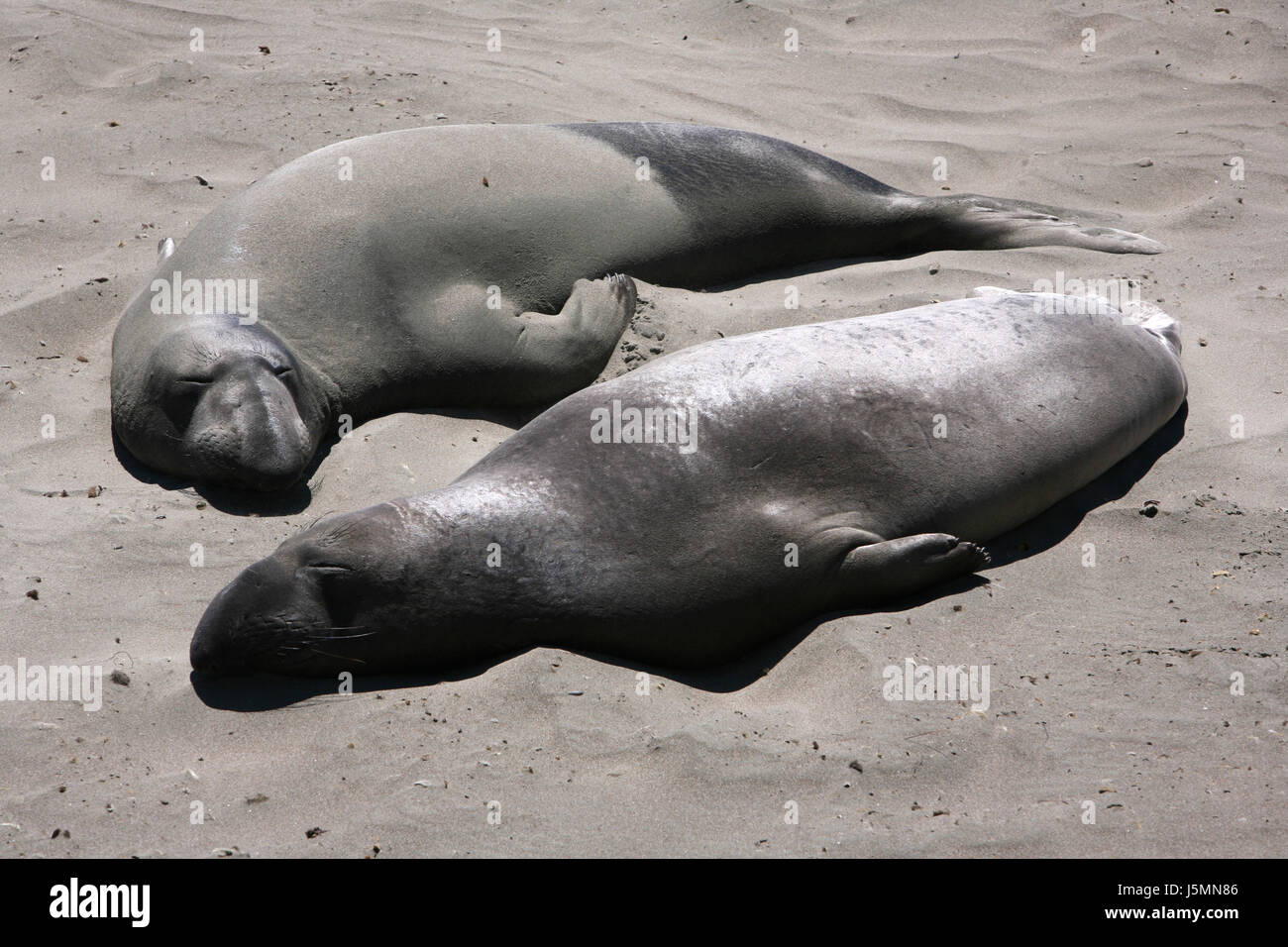 peacefully slumbering elephant seals Stock Photo - Alamy