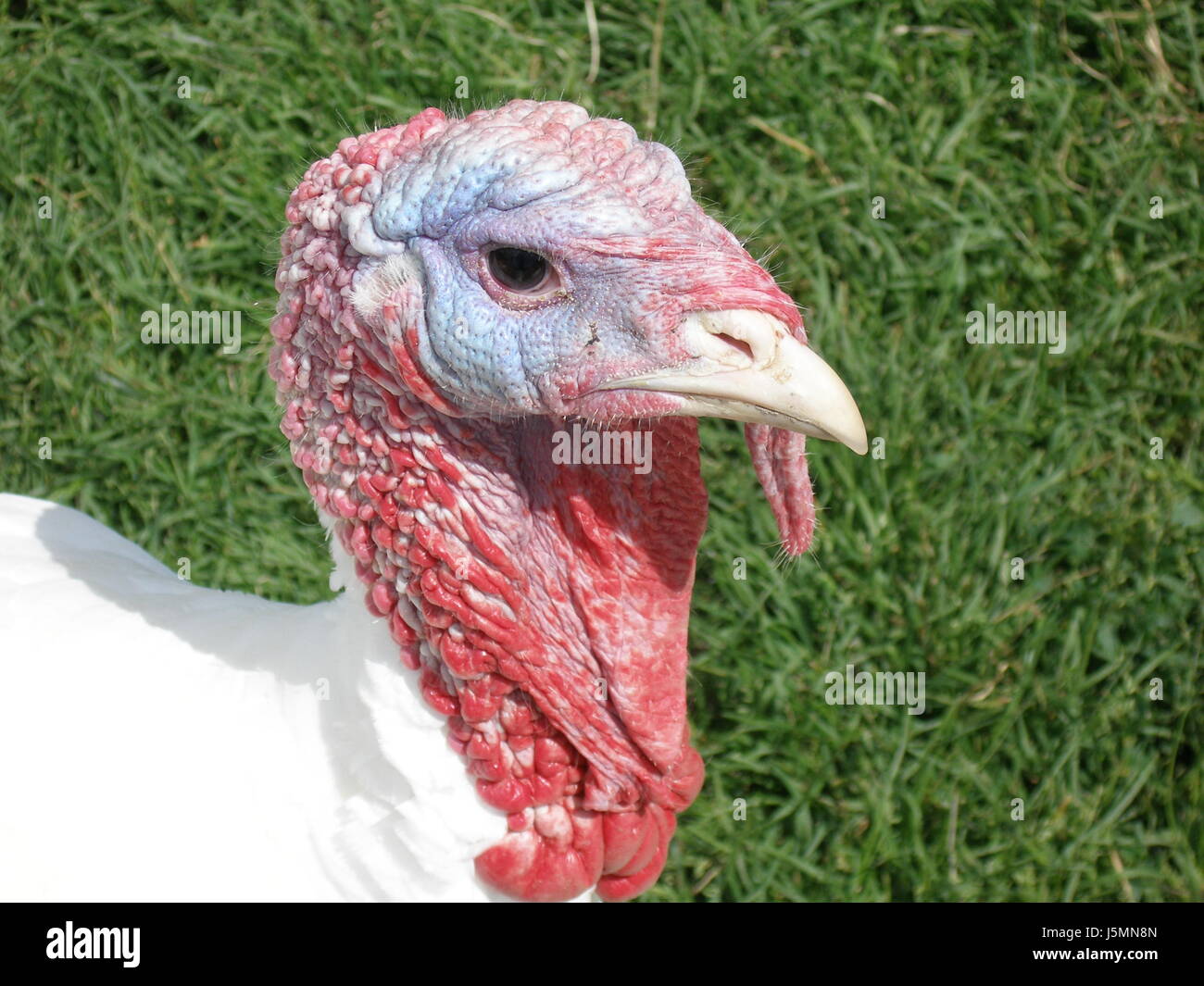 potrait male white turkey Stock Photo - Alamy