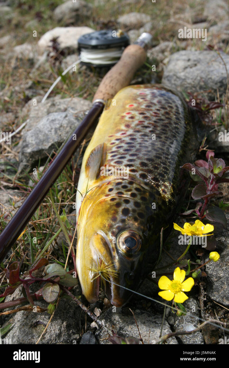 irish brown trout Stock Photo - Alamy