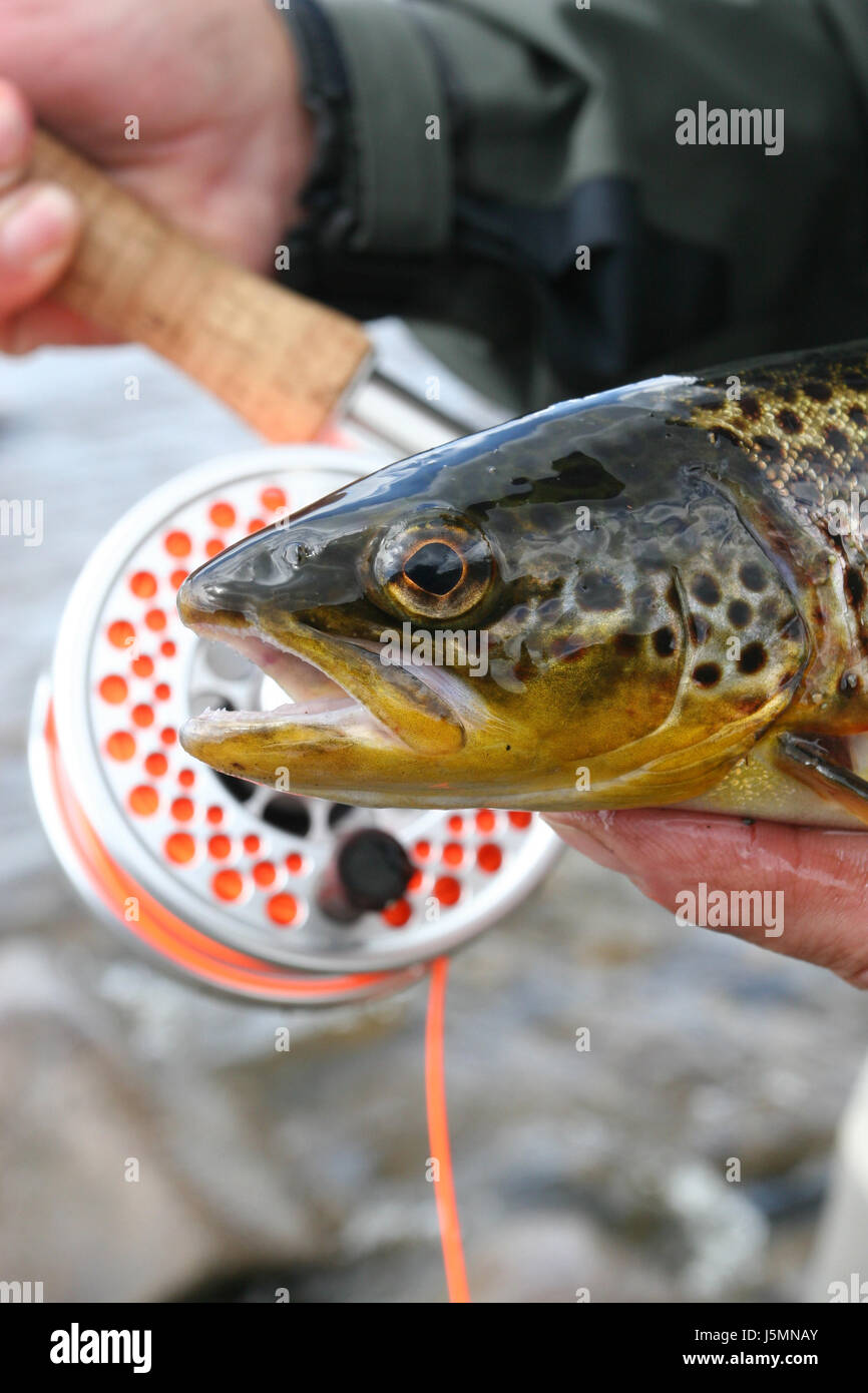 irish brown trout Stock Photo - Alamy