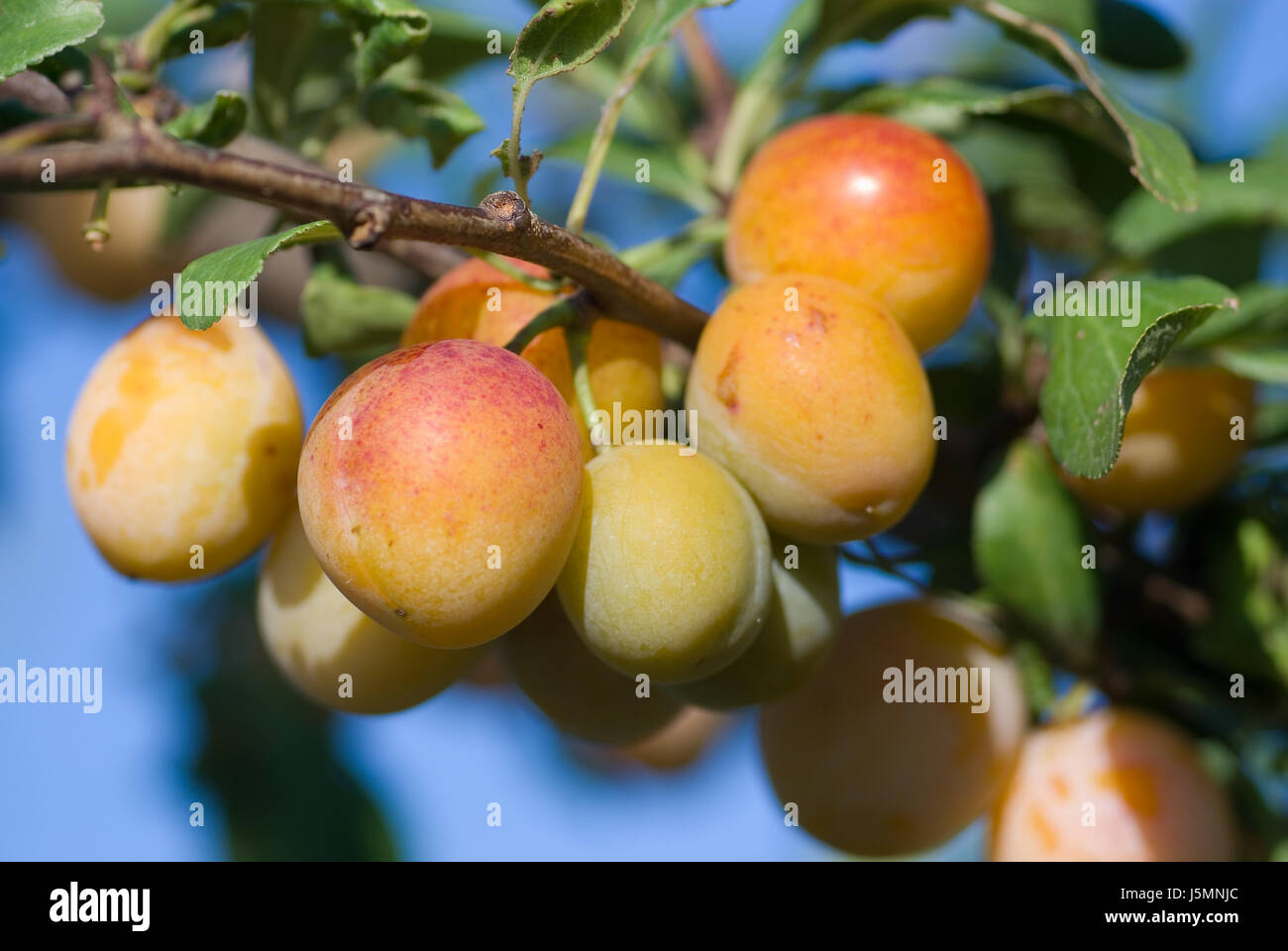 Mirabellengeist hi-res stock photography and images - Alamy