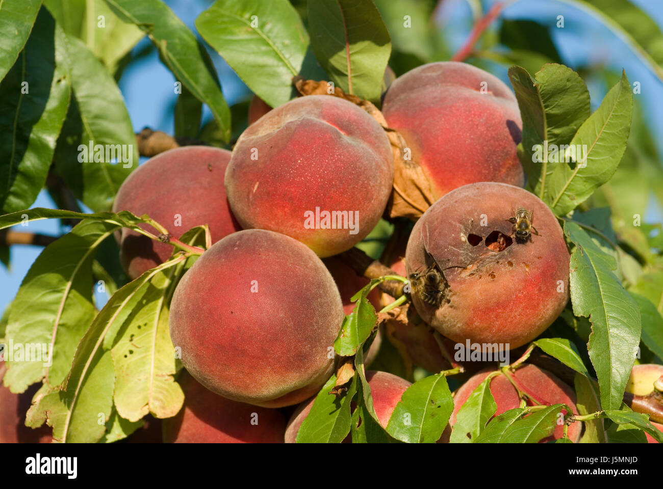 peaches with wasps Stock Photo - Alamy