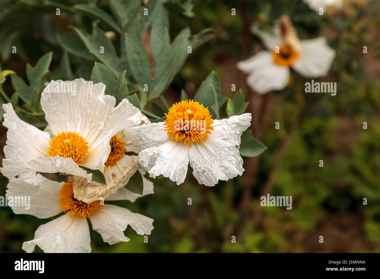 White Matilija poppy, Romneya trichocalyx, flower blooms with a yellow ...
