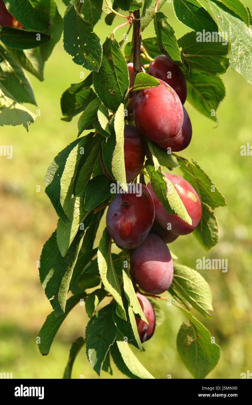 3 plums hi-res stock photography and images - Alamy