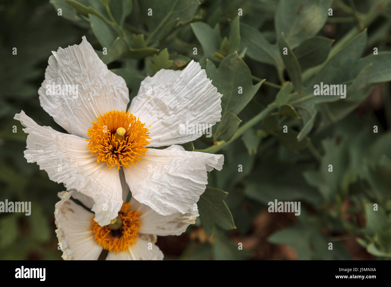 White Matilija poppy, Romneya trichocalyx, flower blooms with a yellow ...