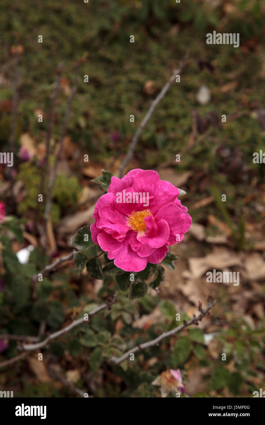 Pink heirloom rose called Duchess of Portland blooms in a botanical ...
