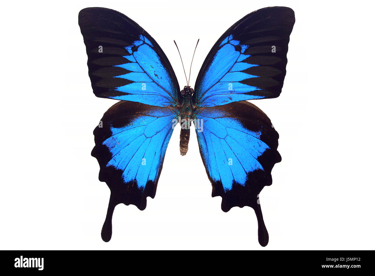 Ulysses Cut Out Stock Images & Pictures - Alamy