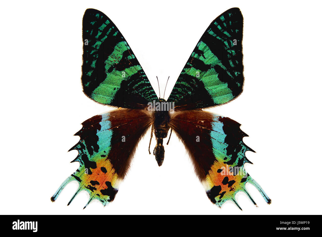 Chrysiridia madagascarensis hi-res stock photography and images - Alamy