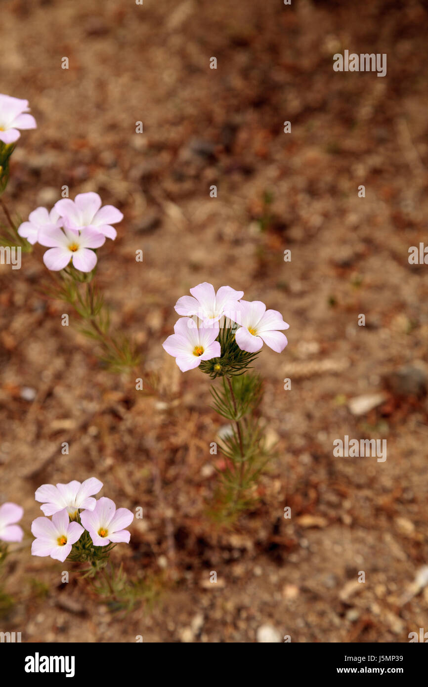 Pink Virginia spring beauty flower, Claytonia virginica, is a ...