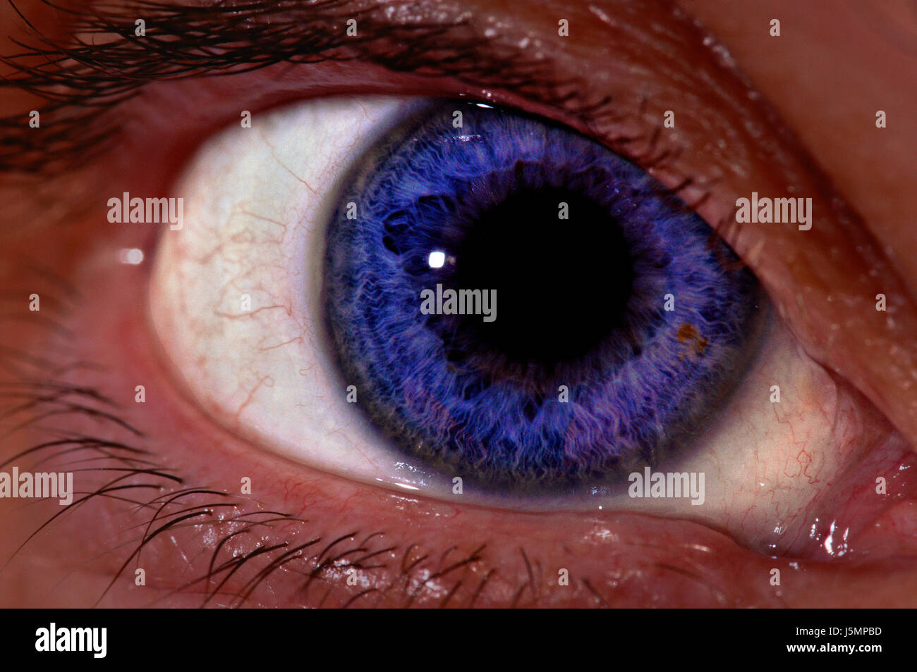 eye of the beholder Stock Photo - Alamy