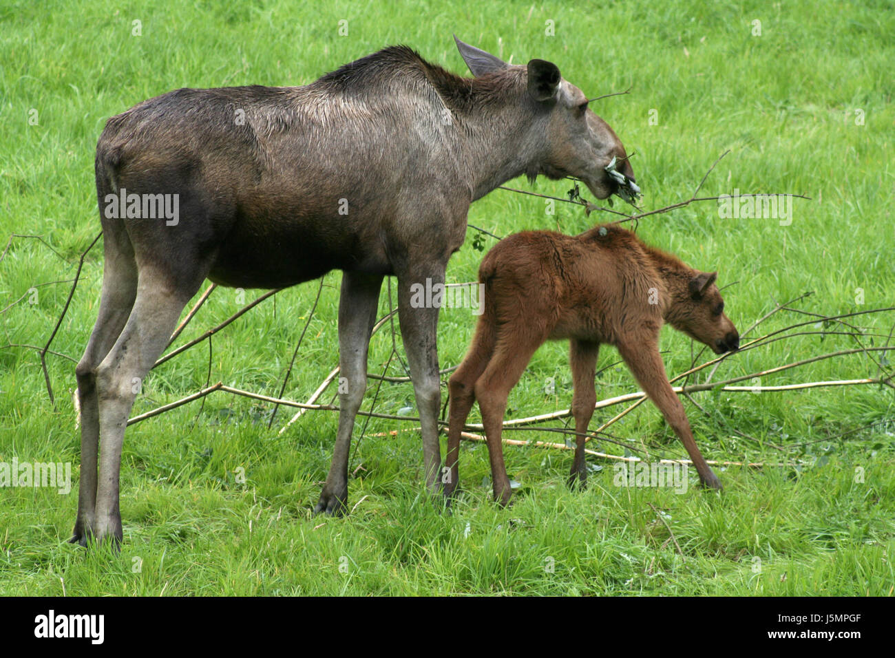 elchkuh with her cub Stock Photo - Alamy