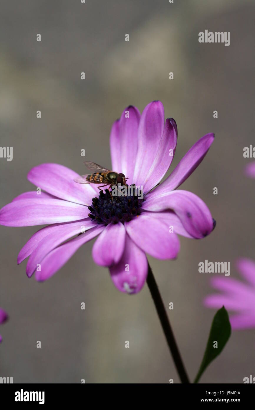 regain strength Stock Photo - Alamy